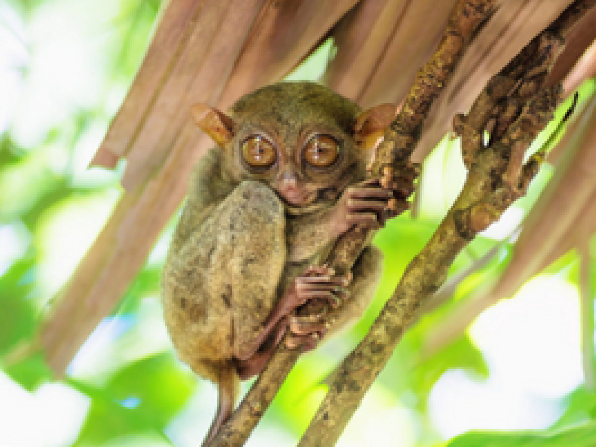 Three unique animals to see on your visit to Philippines - Landsair ...